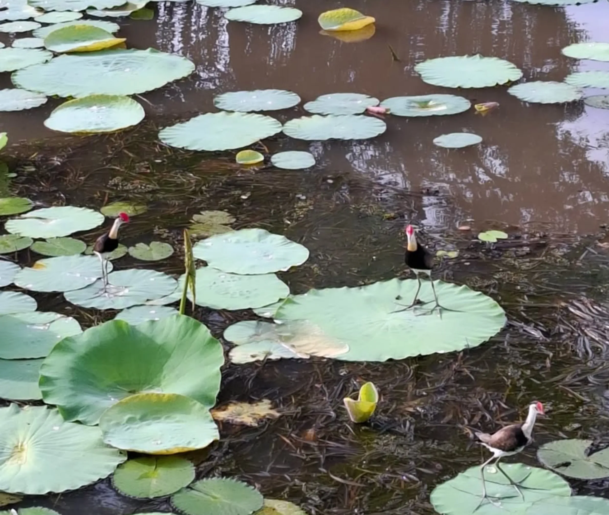 How Is Climate Change Impacting Kakadu?